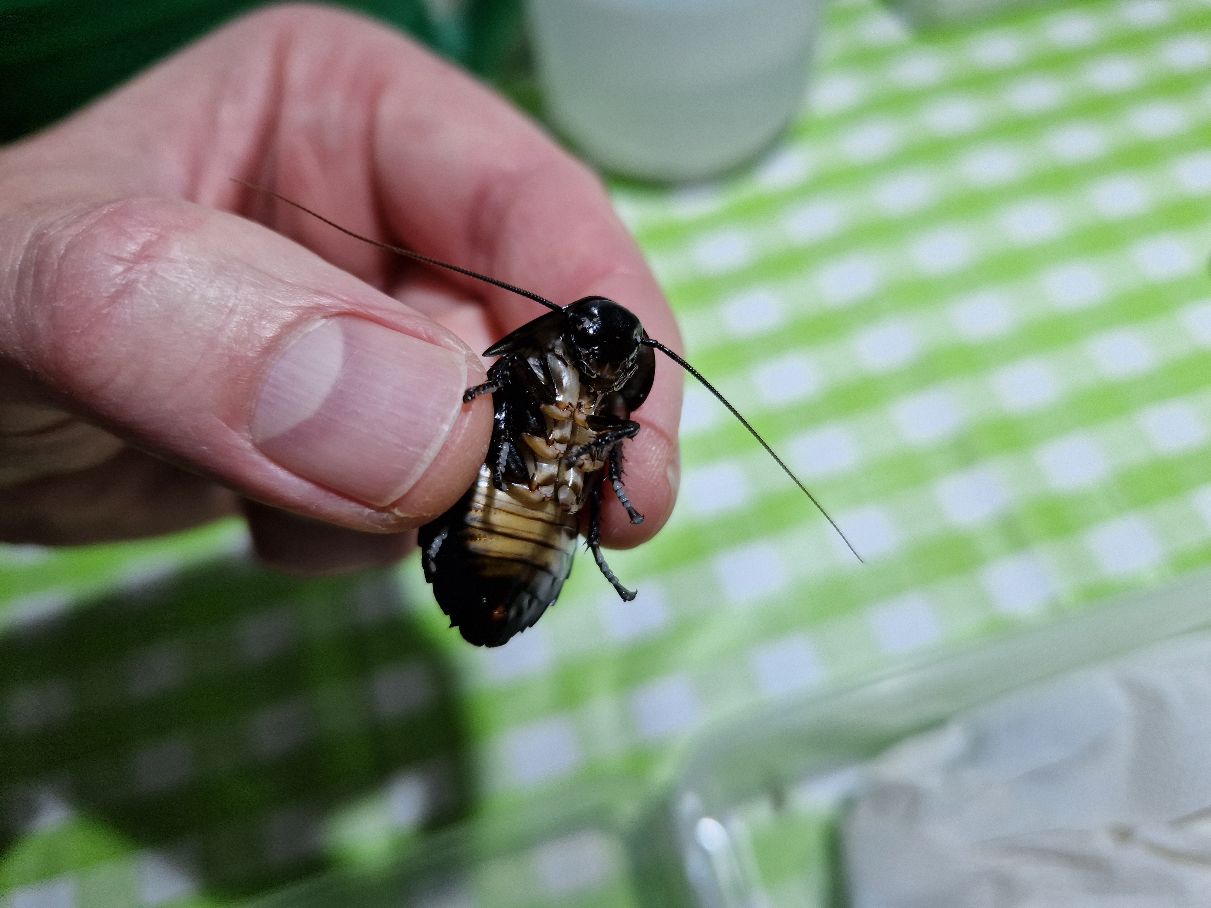 Madagascar Hissing Cockroach Vivarium – Induku Design